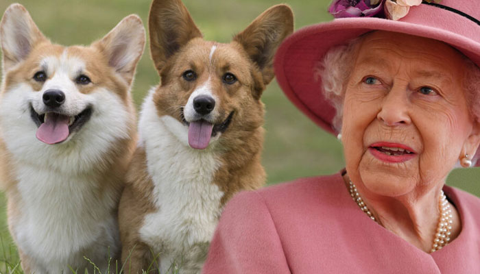 Queen Elizabeth takes credit for creating this breed of dogs: Read Here