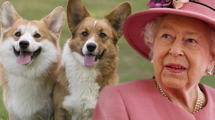 Queen Elizabeth takes credit for creating this breed of dogs: Read Here