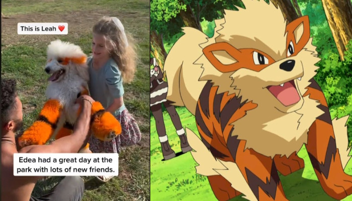 Watch: Poodle turned Pokemon's Arcanine prompts giggles in adorable ...