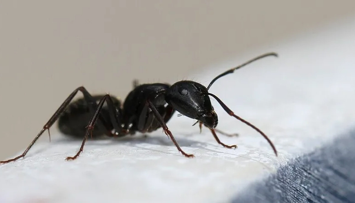 Terror-stricken netizens react to ants' face close up