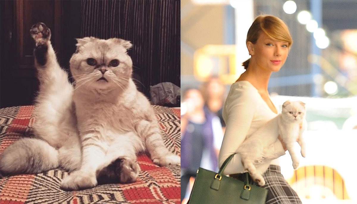 Taylor Swifts cat Olivia Benson is worlds 3rd richest pet with $97M net worth