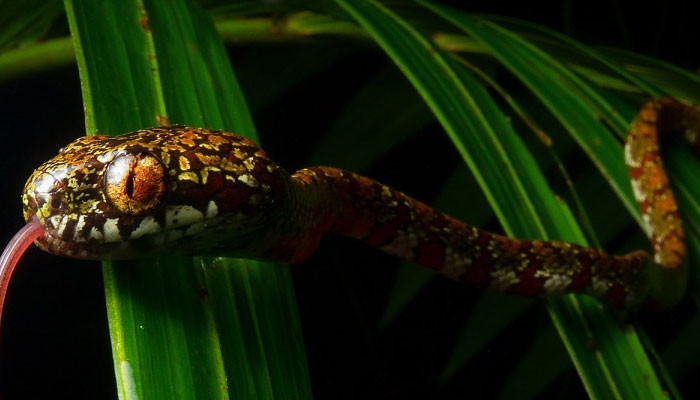 'Leonardo Di Caprio' snake discovered in Panama jungle