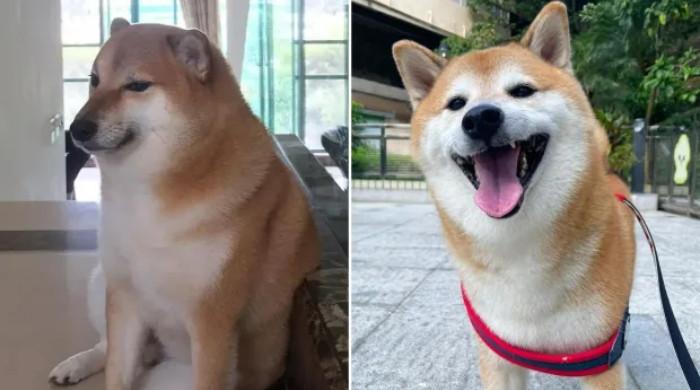 Cheems, world famous meme dog dead at 12